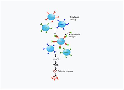 Fab Antibody Yeast Display Library Discovery Avantsabre