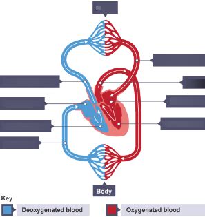 Diagram Of GCSE PE Cardiac Cycle Diagram Quizlet