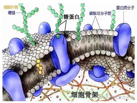 燕窝与糖蛋白的关系？燕窝中的糖蛋白有什么作用？ 知乎