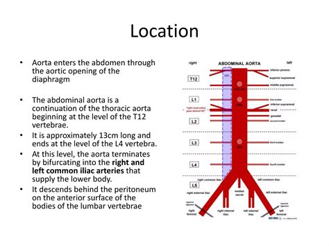 2 B Abdominal Aorta1ppt