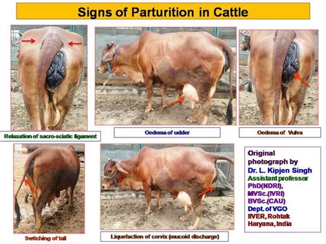 Pdf Signs Of Parturition In Cattle