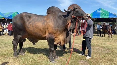 งานประกวดวัวฮินดูบราซิลชิงแชมป์ ลูกข้าวเหนียว เสี่ยวอีสาน