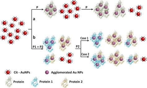 Scheme 1 A Schematic Representation Of The Process Of Agglomeration Of