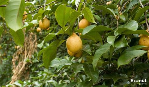 Nutmeg Tree How To Grow And Care For A Nutmeg Tree