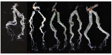 Dissection And Grading Of Ovarian Development In Wild Type Female Insects Article Jove