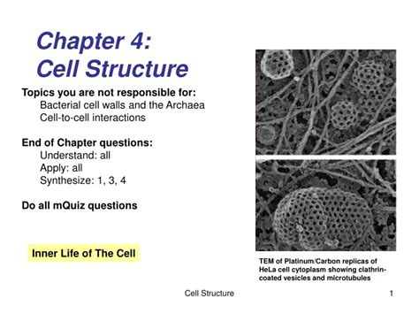 PPT Chapter Cell Structure PowerPoint Presentation Free Download ID