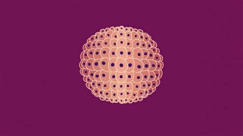 Chromosomes And Dna Cell Division Aqa Gcse Combined Science Revision Aqa Trilogy Bbc