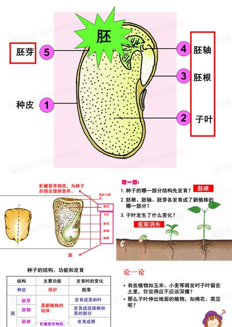 种子萌发的条件PPT模板下载 编号qywvowvg 熊猫办公