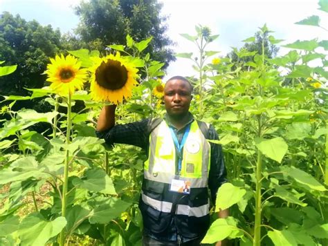 Today I Celebrate Our Mweiga Field Officer At Mukurweini Oil