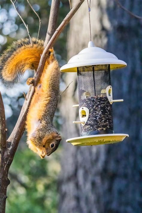 Squirrel Hanging Photos Download The Best Free Squirrel Hanging Stock