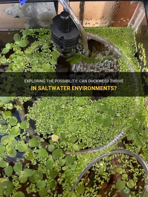 Exploring The Possibility Can Duckweed Thrive In Saltwater Environments Shuncy