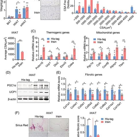 Chronic Irisin Administration Improves Beige Fat Functionality In Download Scientific Diagram
