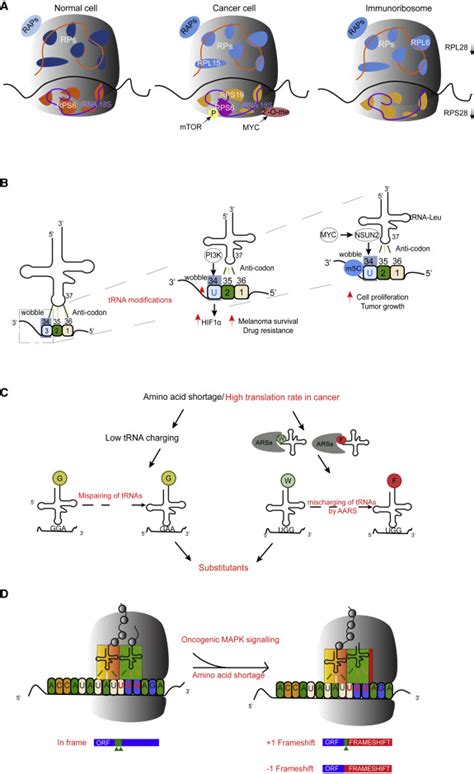 Proteome Diversification By Mrna Translation In Cancer Molecular Cell