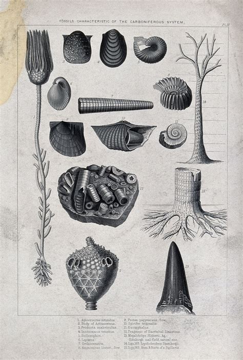 A Variety Of Fossils Characteristic Of The Carboniferous System Line
