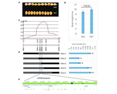 A Grain Length Difference Between Sg5 And Sg7 B Significance Download Scientific Diagram
