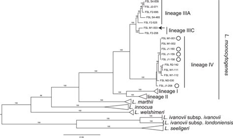 Maximum Likelihood Tree Based On The Concatenated Sequences Of The Mlst