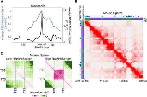 Rnapii Versus Transcription Elongation In Chromatin Organization A