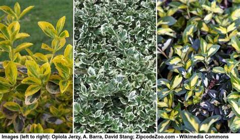 21 Small Shrubs With Pictures Identification Guide