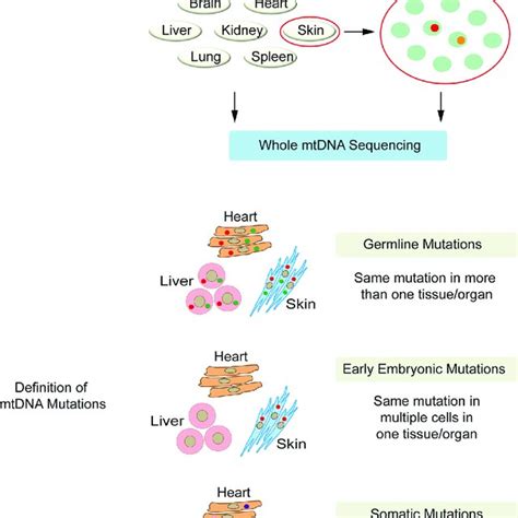 Pdf Germline And Somatic Mtdna Mutations In Mouse Aging