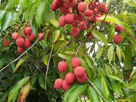 Filelitchi Chinensis Fruits Wikipedia