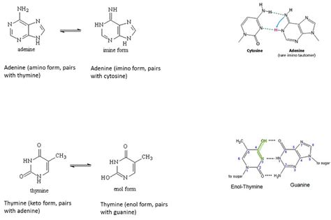Causes Of Mutation