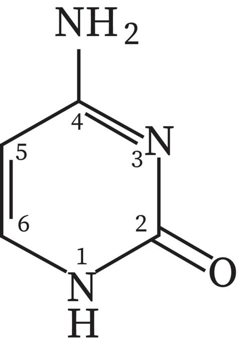 Structure Of Cytosine Bartleby