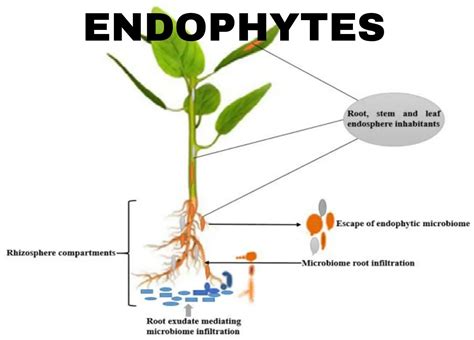 The Mysterious Benefactor Of The Plant Endophytes Bsc Agriculture Notes