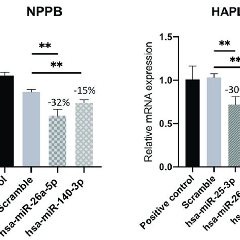 Relative Mrna Expression Of Hapln1 And Nppb Genes In Human Cardiac