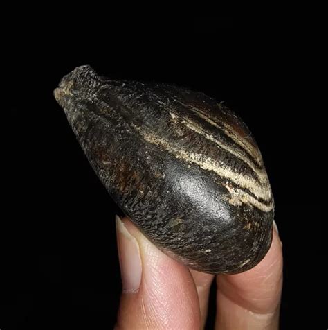 Seashell Cowrie Fossil Rare Black Barycypraea Subtetragonna From Indonesia 45mm 66 59