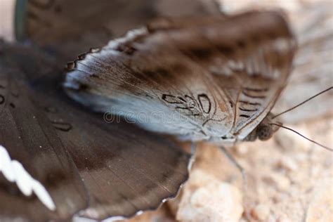 A Close Up Of Beautiful Couple Butterfly Mating Or Having Sex Stock Image Image Of Love A Close Up Of Beautiful Couple Butterfly Mating Or Having Sex Stock Image Image Of Love