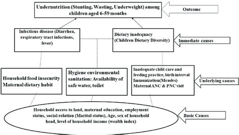 Conceptual Framework For The Cause Of Undernutrition Adapted From Download Scientific Diagram