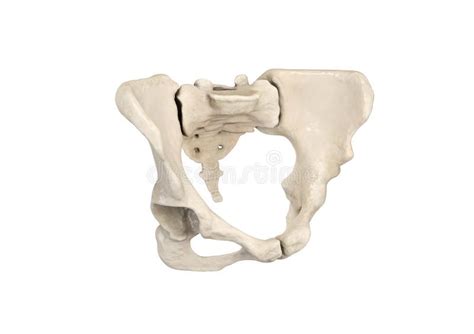 Pelvis Human Skeleton Female Pelvic Bone Anatomy Hip 3d Artwork