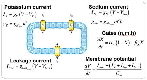 Learning Cellml By Example The Hodgkin And Huxley Model — Physiome Model Repository
