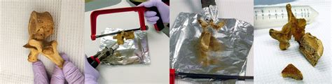 Extracting DNA From Bone Ask A Biologist