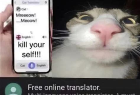 Oiia Oiia Spinning Cat With A Twist Rcatposting
