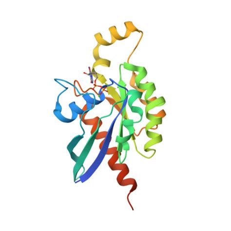 Rcsb Pdb 5vcu Crystal Structure Of Ras Related C3 Botulinum Toxin Substrate 1 Isoform X2 From