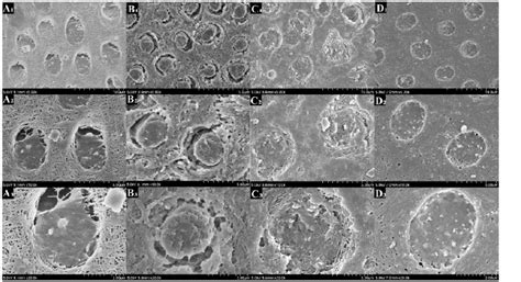 Scanning Electron Microscopy Sem Images Showing The Dddeekc Pu
