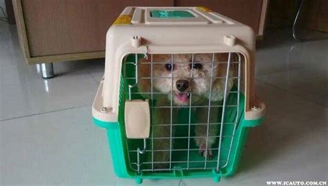 高铁可以带宠物狗吗 车主指南