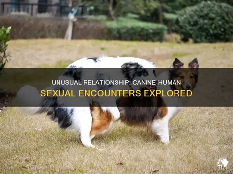 Unusual Relationship Canine Human Sexual Encounters Explored Petshun