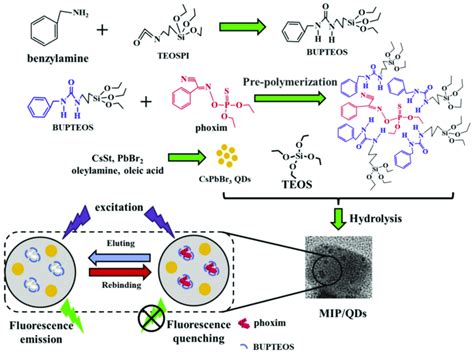 Schematic Illustration Of The Preparation Of Mip Cspbbr 3 Qds Download Scientific Diagram