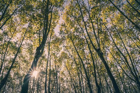 푸른 하늘과 태양이 있는 가을 숲의 다채로운 가을 나무 꼭대기 0명에 대한 스톡 사진 및 기타 이미지 0명 가을 각도 Istock