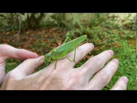 Green Grasshopper Flying Grasshoppers Vs Crickets Whats The