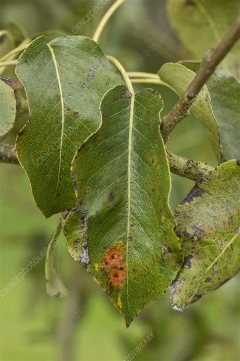 European Pear Rust Stock Image C0583917 Science Photo Library