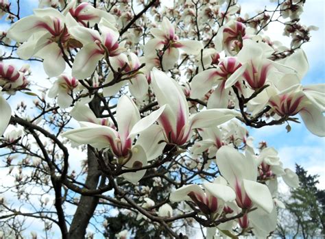 Magnolia cylindrica - Изображение особи - Плантариум