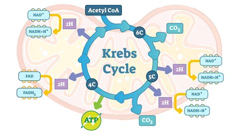 Ciclo Di Krebs Project Invictus