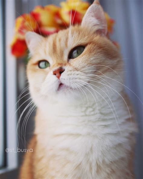 Вы арестованы! Но имеете право хранить ворчание😏👋🏻👮🏻‍♀️ #бу #бусейка # ...