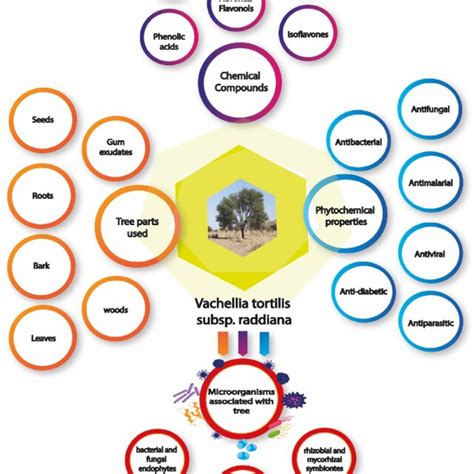 Chemical Compounds Phytochemical Properties Parts Used And Download Scientific Diagram