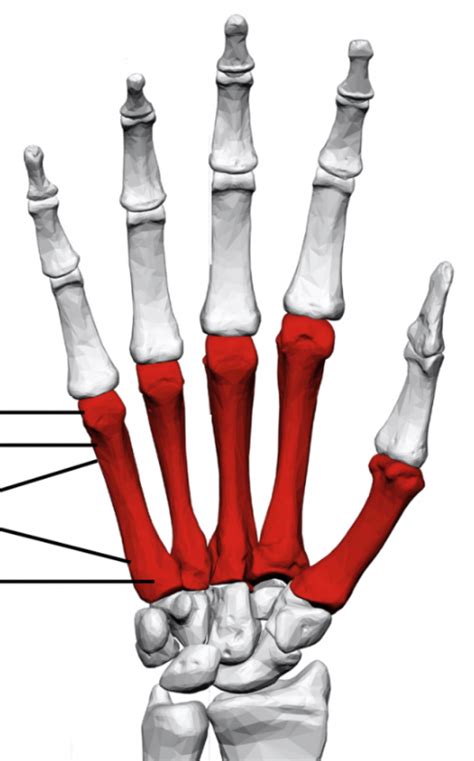 Metacarpals Diagram Quizlet Metacarpals Diagram Quizlet