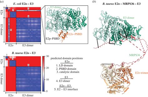 In Eukaryotic Ogdhc Mrps36 Is Essential For The Recruitment Of E3 To
