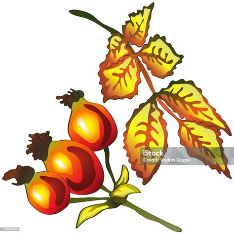 벡터 가을 노란색 장미 엉덩이 잎입니다 잎 식물 원 꽃 단풍 격리된 그림 요소입니다 0명에 대한 스톡 벡터 아트 및 기타 이미지 0명 가을 개체 그룹 Istock